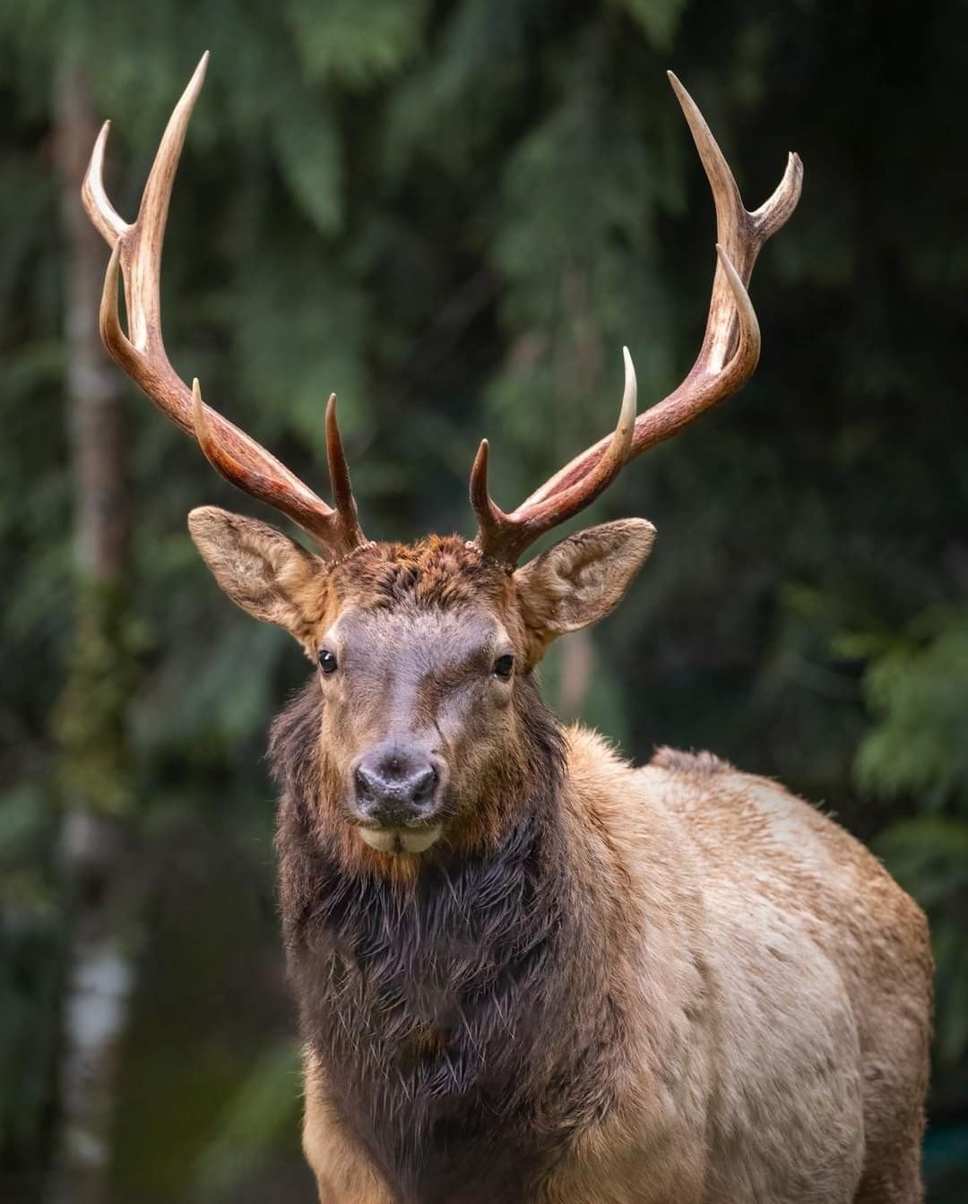 Solve cervidé jigsaw puzzle online with 63 pieces