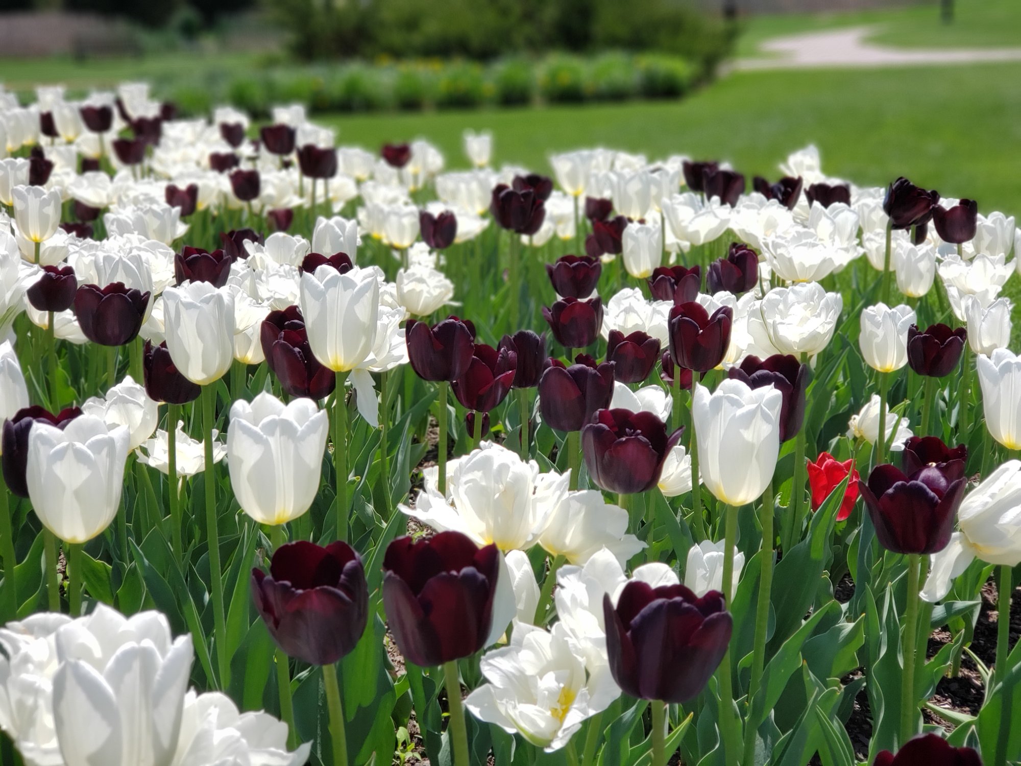 Solve Tulips jigsaw puzzle online with 99 pieces