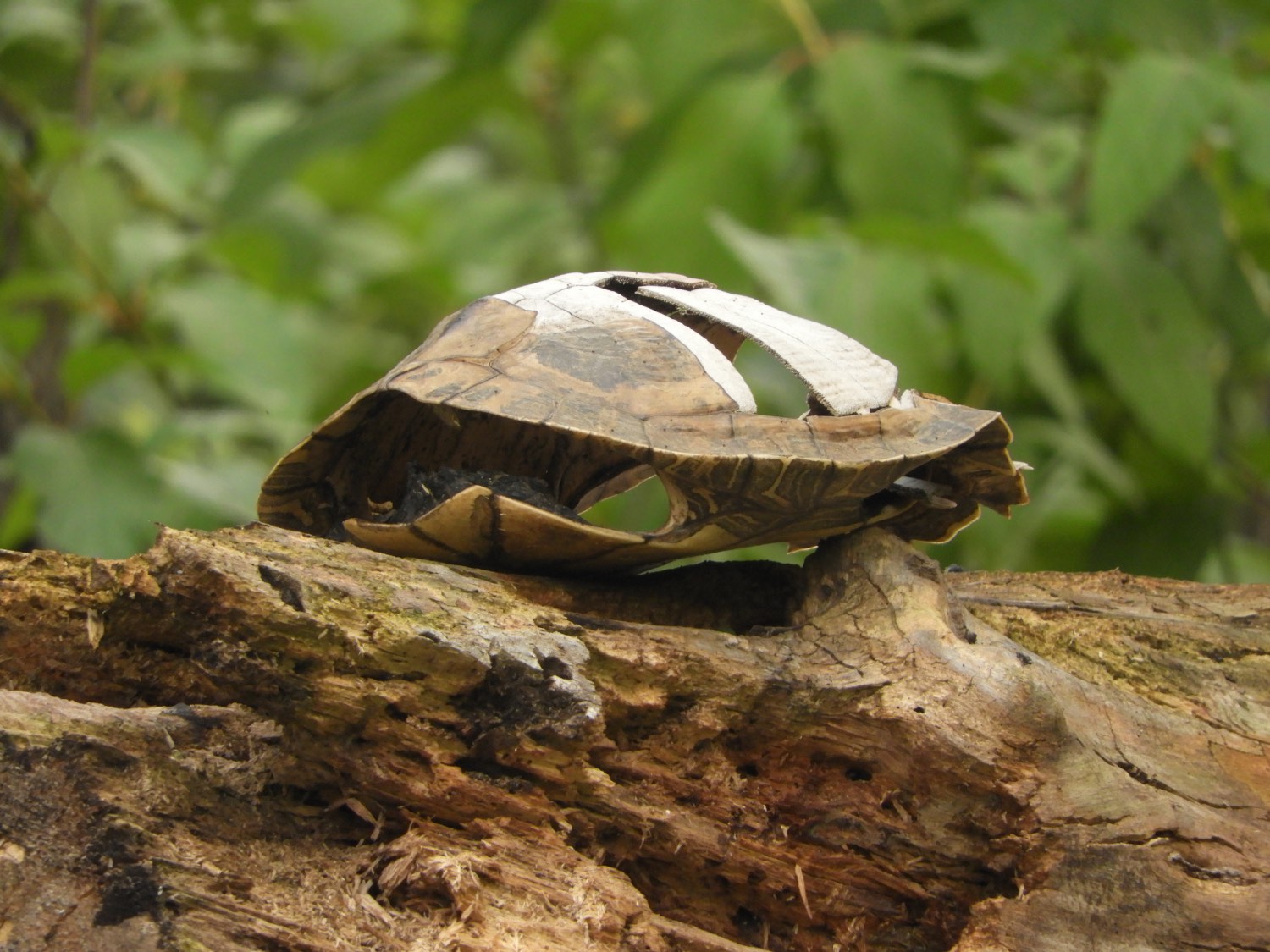 Jigsaw Puzzle | Crushed, empty turtle shell | 20 pieces | Jigidi