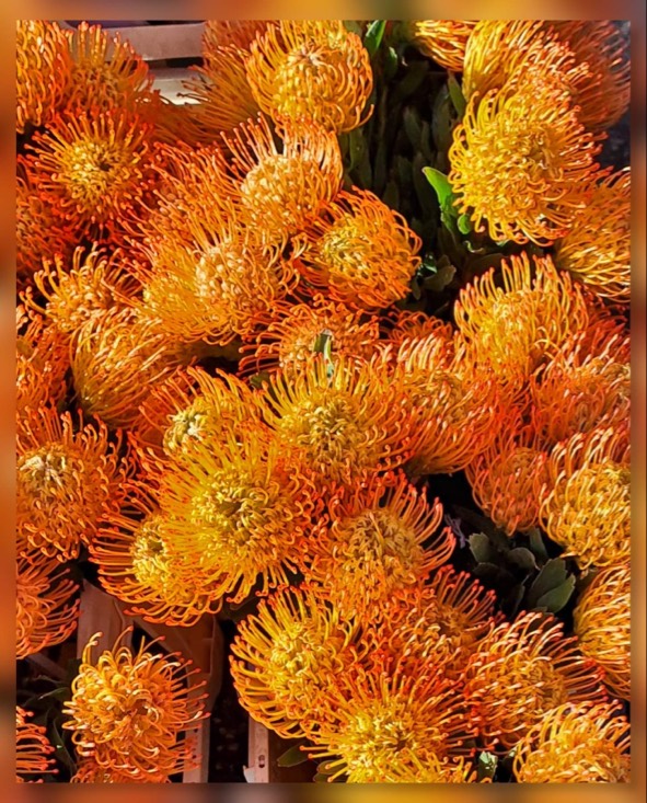 Solve Pincushion Proteas jigsaw puzzle online with 12 pieces