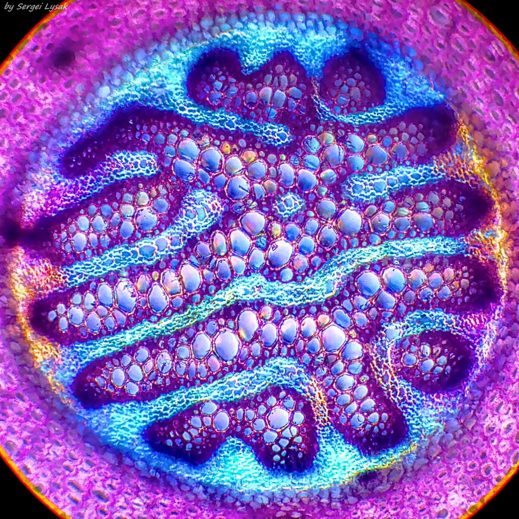 Solve Cross-section of the stem of Lycopodium jigsaw puzzle online with ...