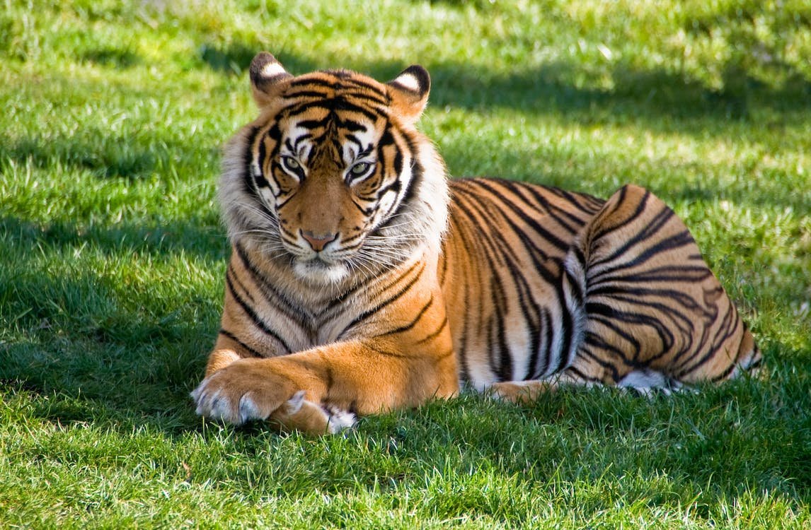 Solve "Praying" Tiger jigsaw puzzle online with 70 pieces