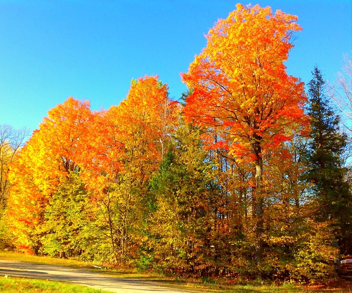 Solve Maple Trees jigsaw puzzle online with 12 pieces