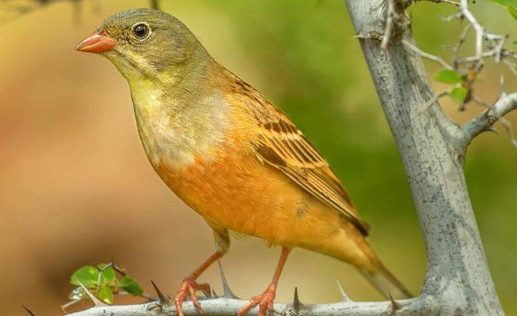 Solve "Ortolan Bunting" jigsaw puzzle online with 60 pieces