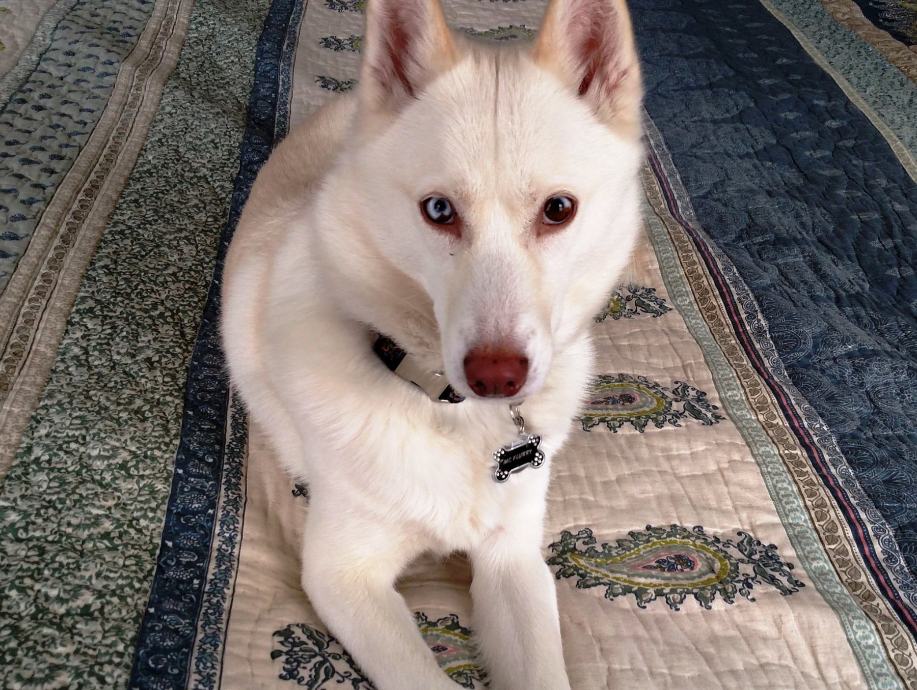 Solve Flurry on her quilt jigsaw puzzle online with 63 pieces