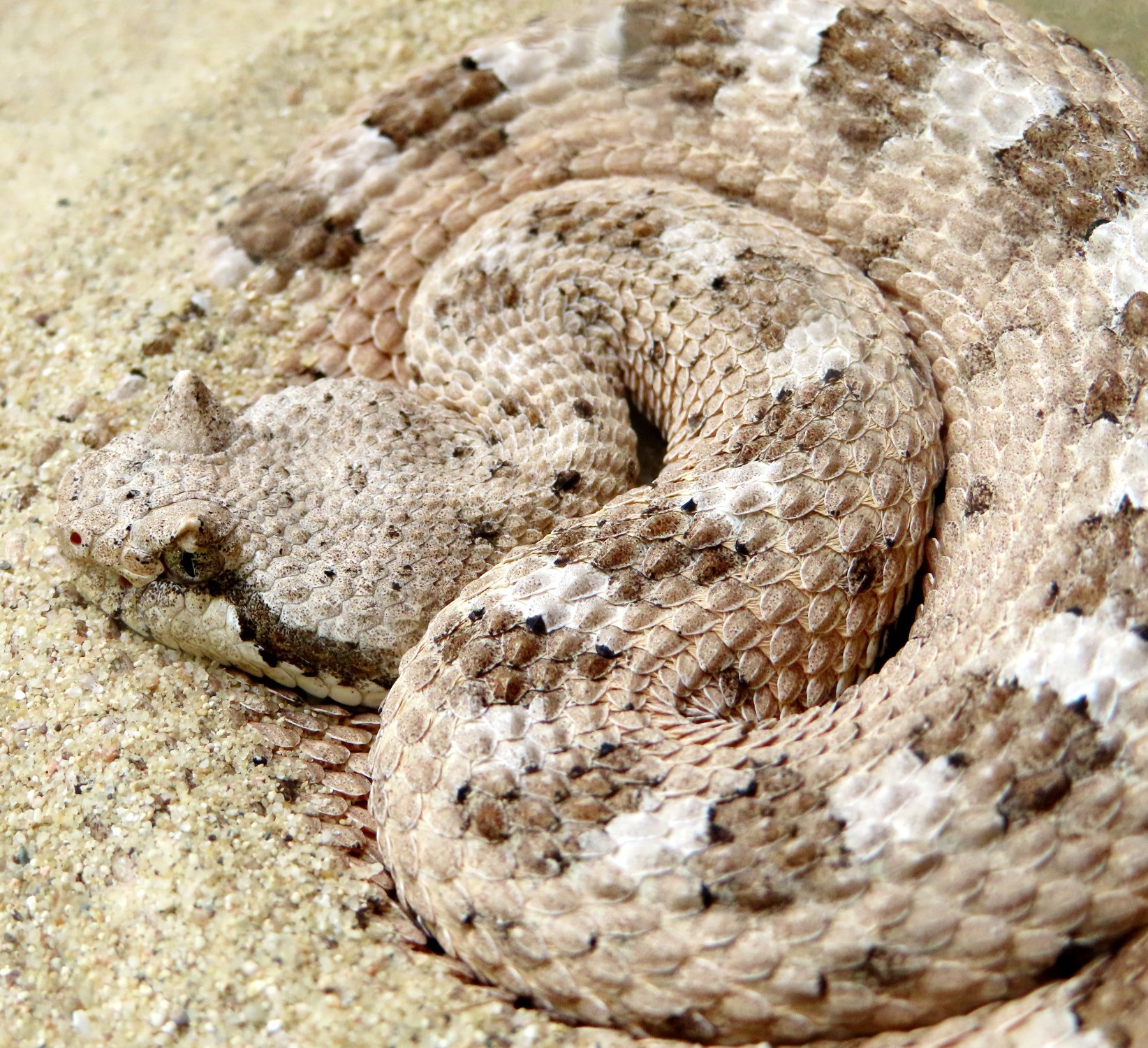 Solve Horned rattlesnake jigsaw puzzle online with 132 pieces