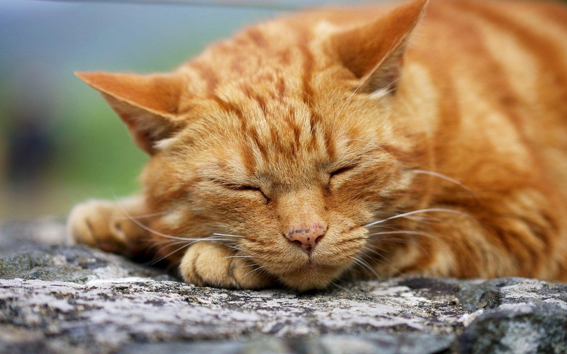 Solve Ginger Cat Appreciation Day jigsaw puzzle online with 60 pieces
