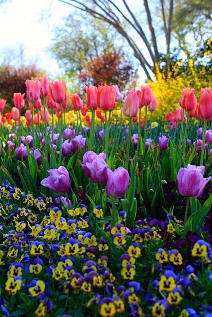 Solve Spring Flowers jigsaw puzzle online with 70 pieces