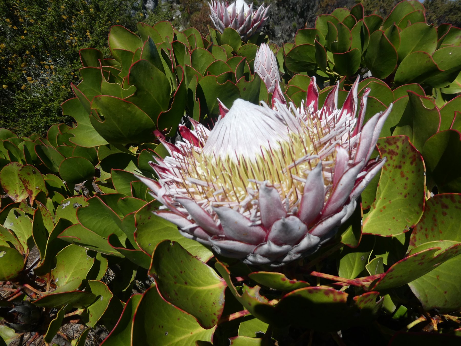 Solve Protea jigsaw puzzle online with 63 pieces