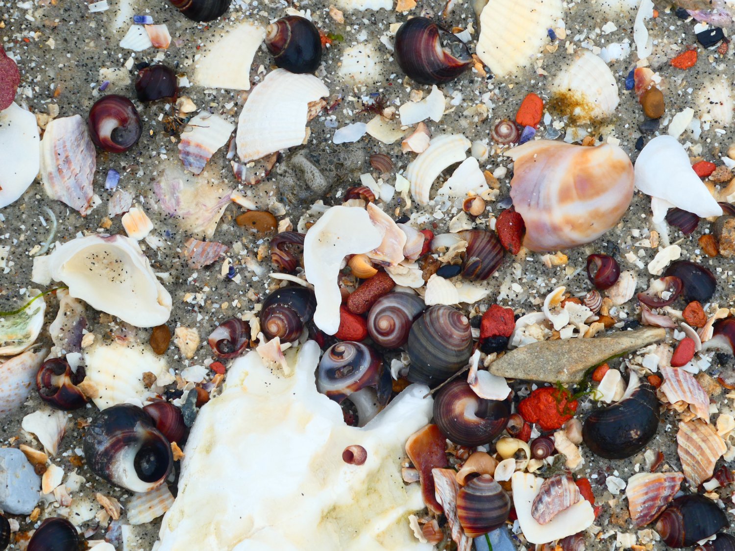 Solve Shells on the beach at low tide jigsaw puzzle online with 12 pieces