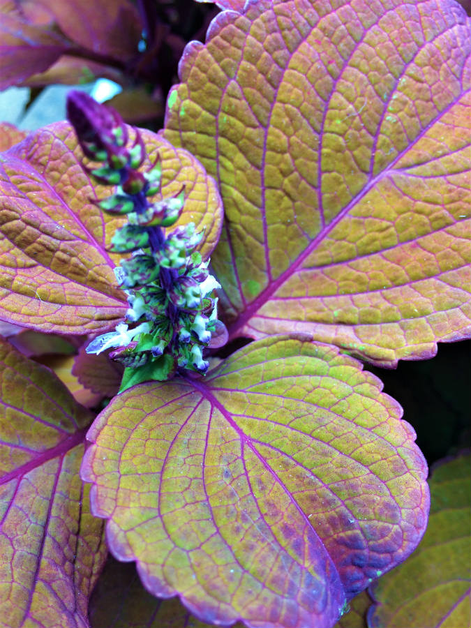 Puzzle | 35 piezas | Coleus--bronze | Jigidi