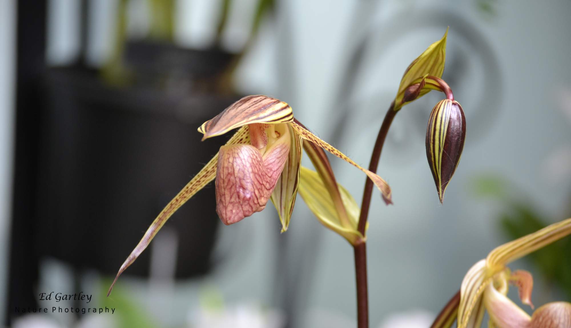 Solve Slipper Orchid Jigsaw Puzzle Online With 198 Pieces
