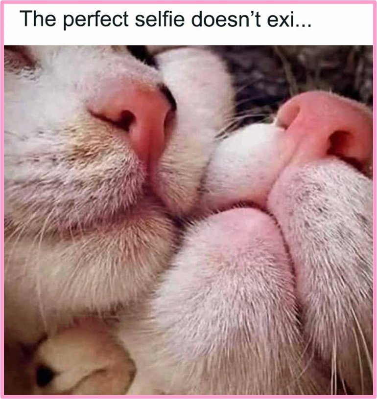 Solve BOOP The Perfect Selfie! Happy Friday! jigsaw puzzle online with ...