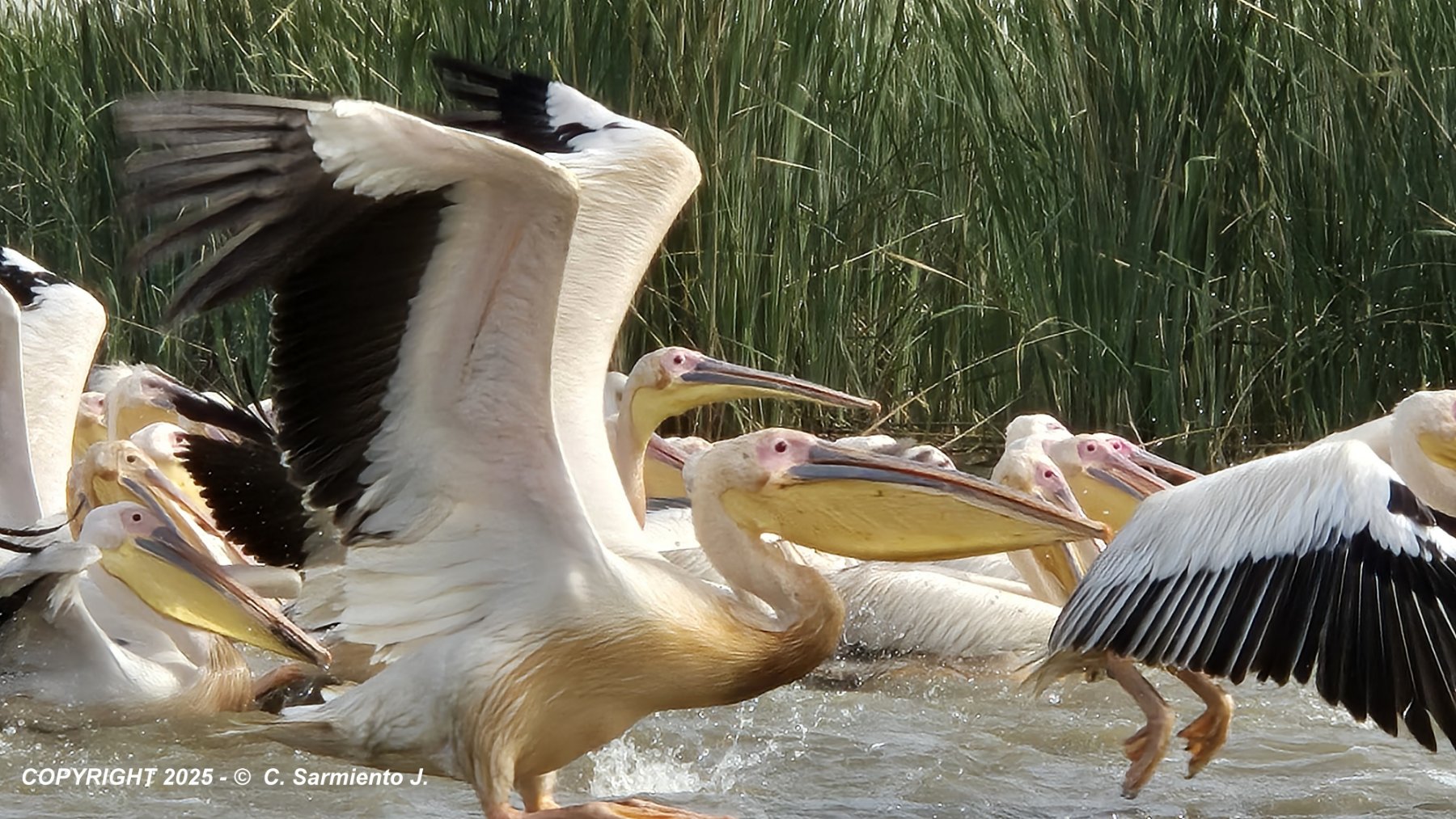 Solve 2026 - JANVIER CALENDAR PAGE - SENEGAL - Djoudj National Bird ...