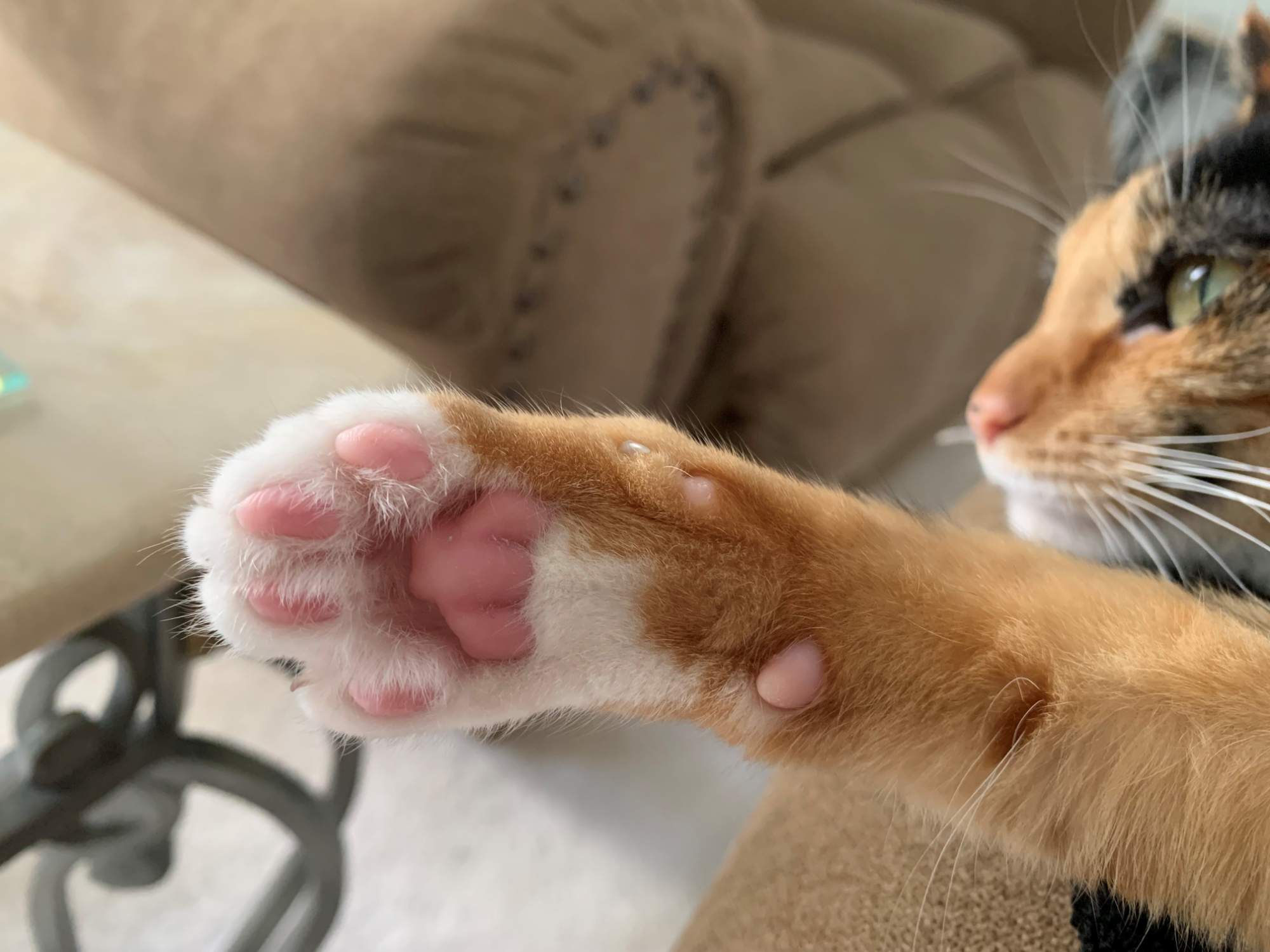 Solve Toe Beans jigsaw puzzle online with 336 pieces