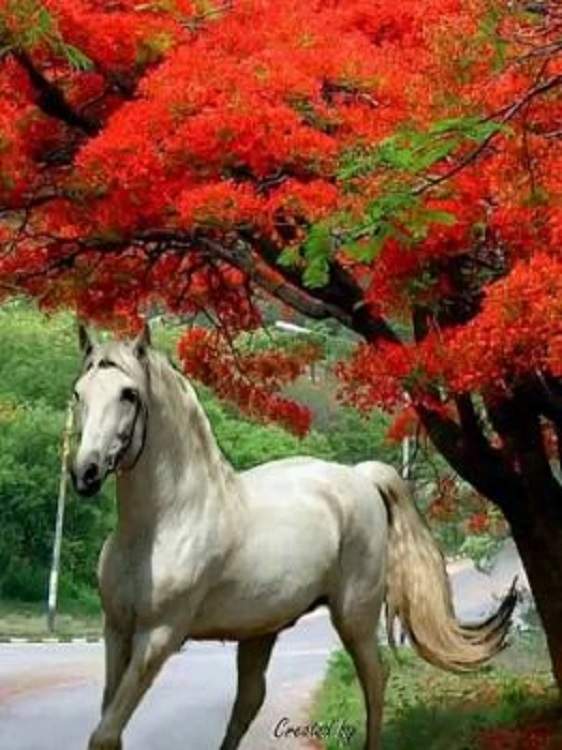 Solve Beautiful Horse jigsaw puzzle online with 70 pieces