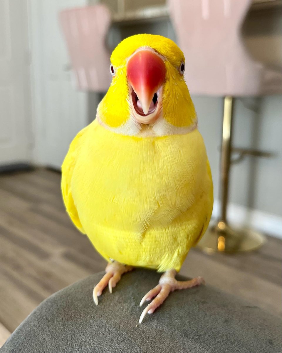 Solve Twinkie the parrot jigsaw puzzle online with 30 pieces