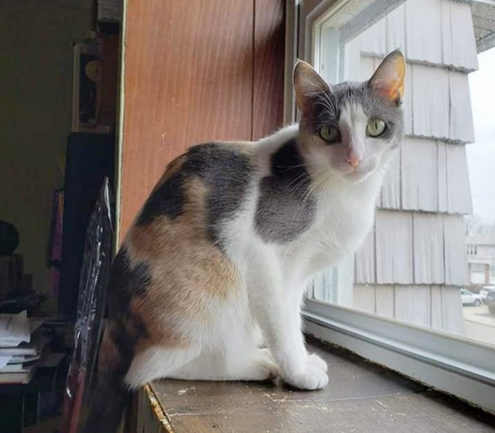 Solve Rescue Kitten 3 Years Later jigsaw puzzle online with 30 pieces