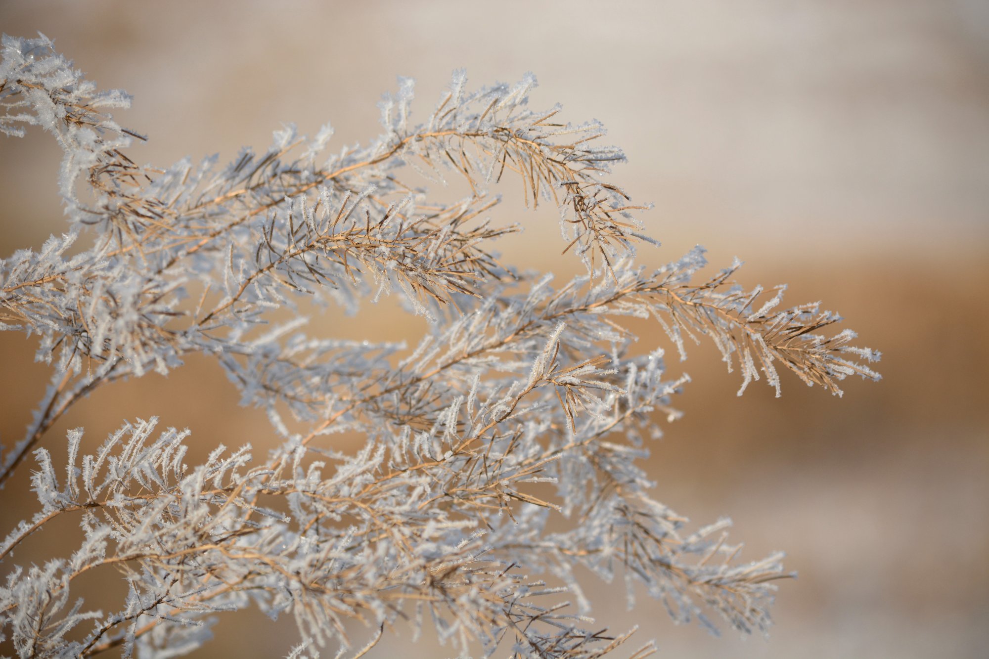 Solve Winter frost jigsaw puzzle online with 96 pieces