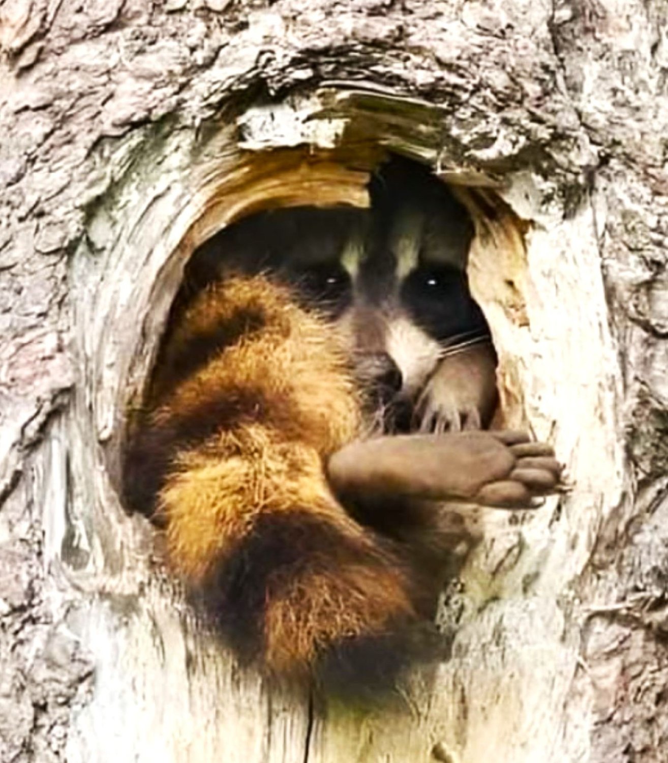 Solve Raccoon nest jigsaw puzzle online with 255 pieces