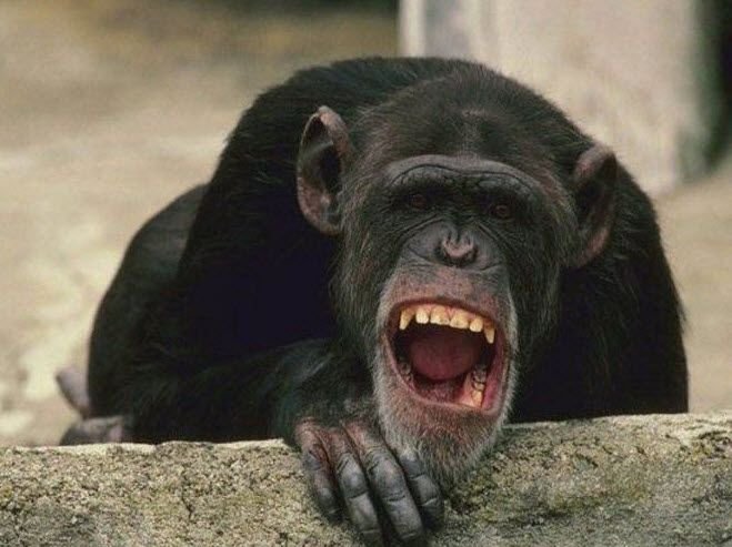 Solve Smiling beast jigsaw puzzle online with 63 pieces