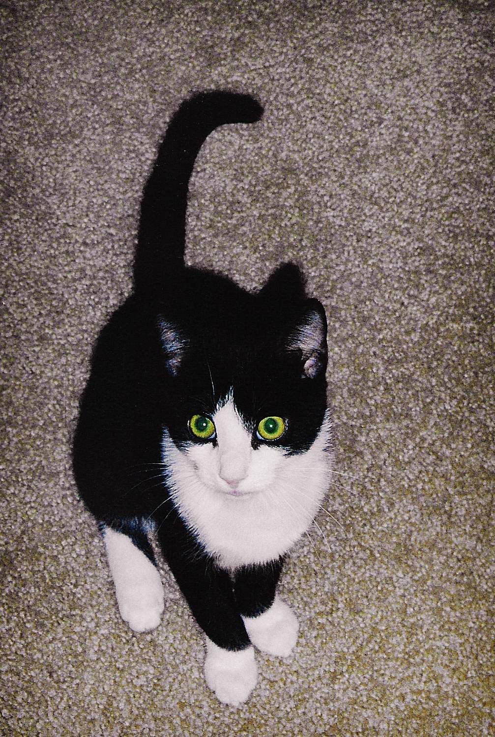 Solve Shy kitty jigsaw puzzle online with 117 pieces