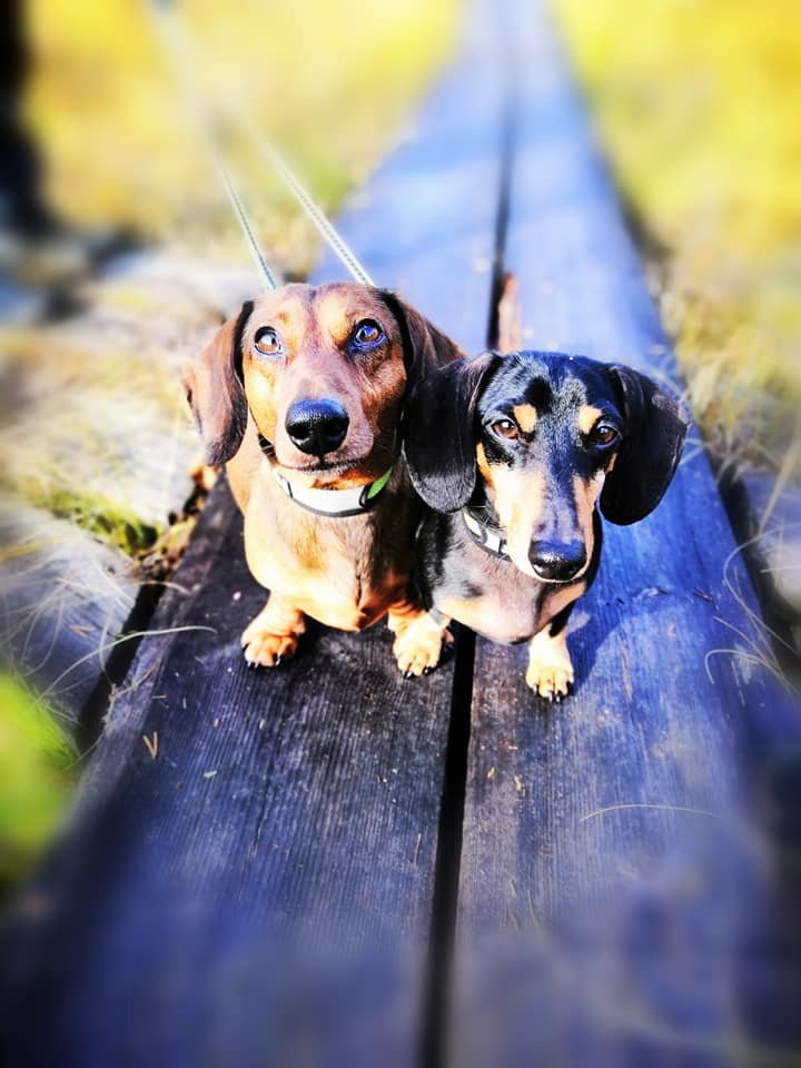 Solve Ossin tusina #2 jigsaw puzzle online with 192 pieces