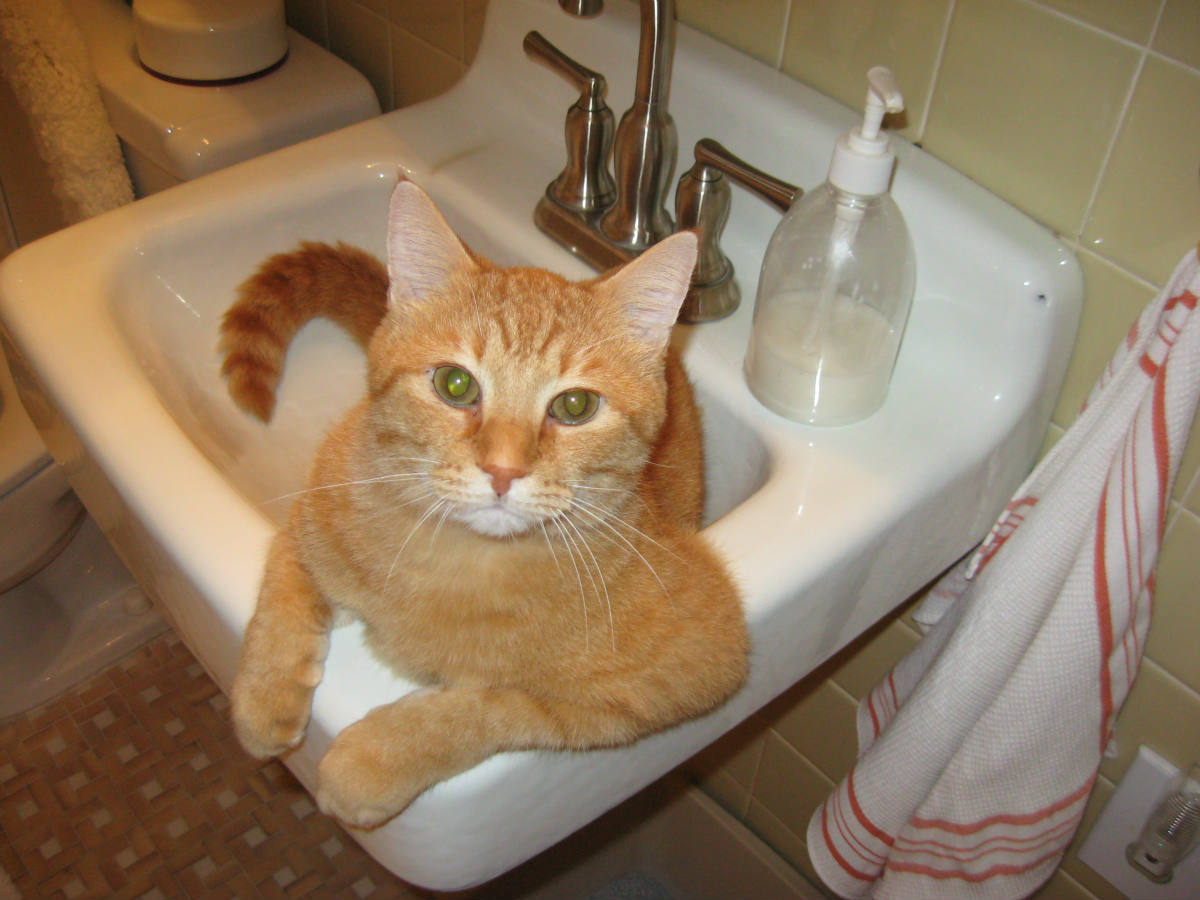 Solve Jakey "in-sink" with life! jigsaw puzzle online with 88 pieces