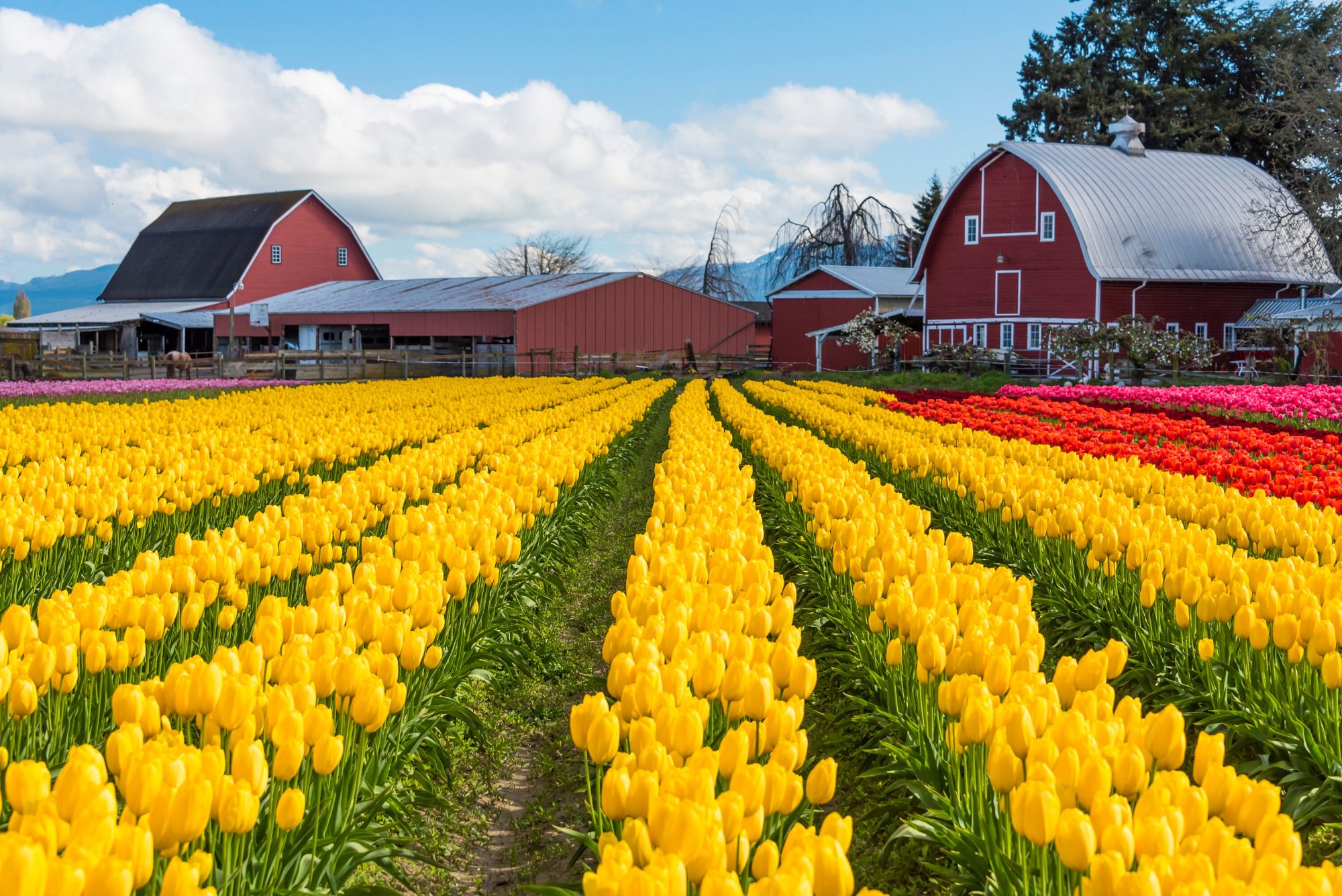 Solve Look at all those tulips! jigsaw puzzle online with 70 pieces