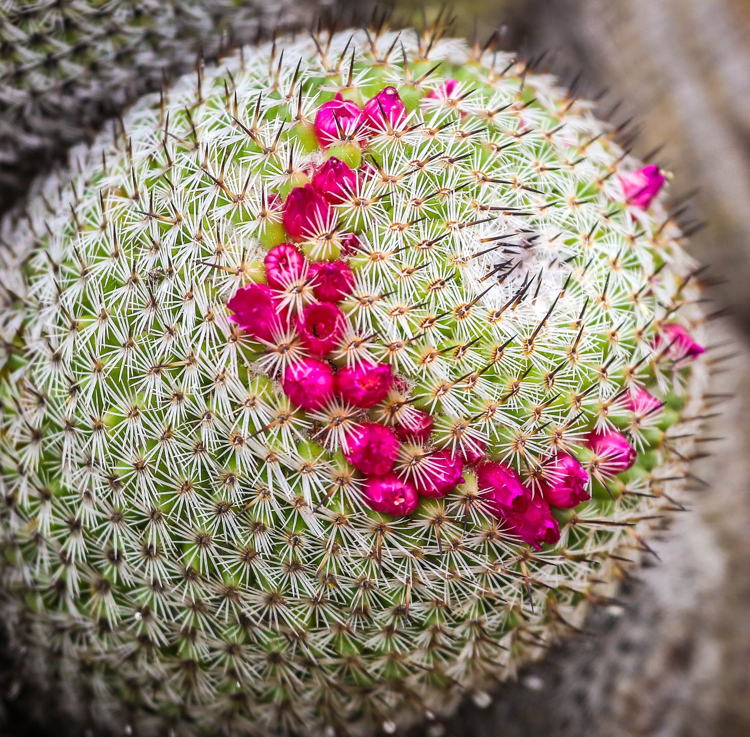 Solve "STICKY BUSINESS" jigsaw puzzle online with 64 pieces