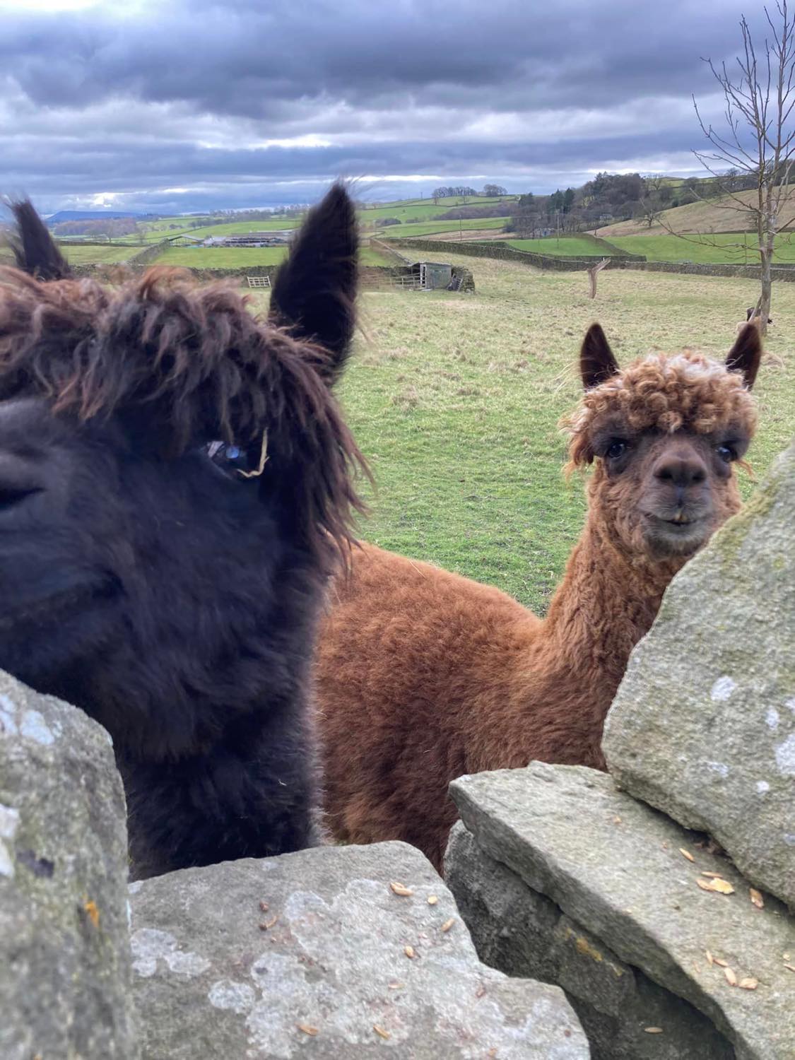 Solve Alpacas! jigsaw puzzle online with 391 pieces