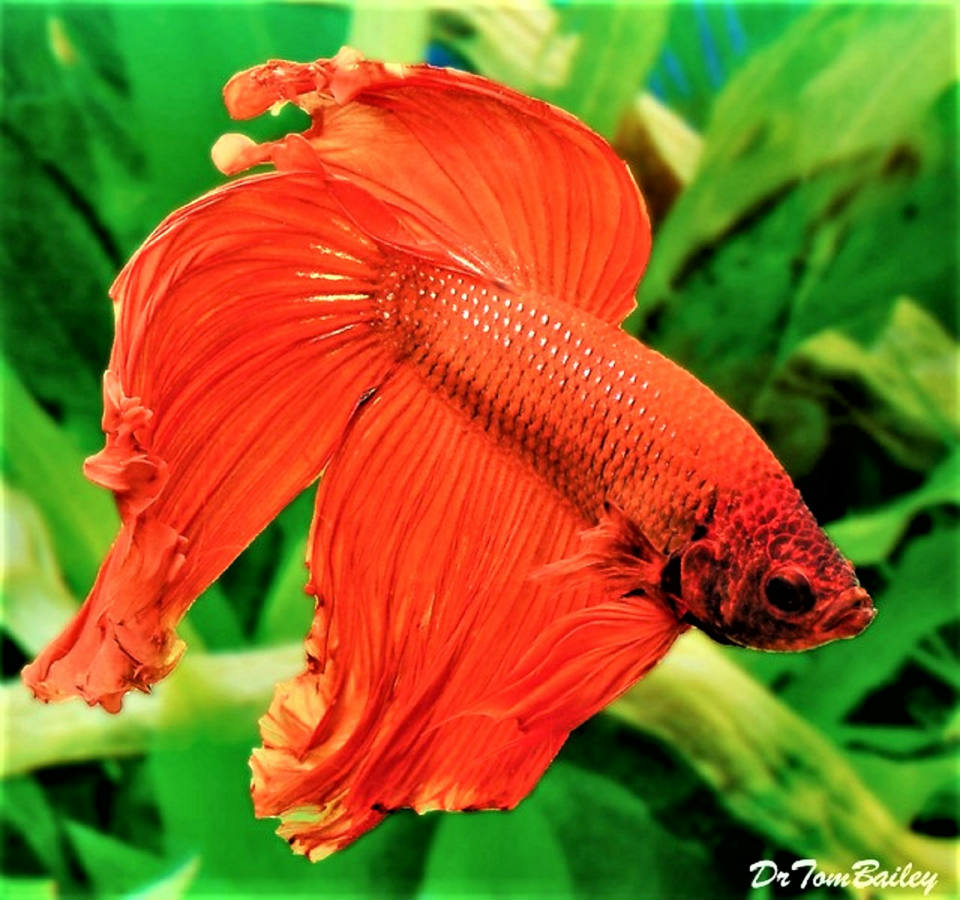 Solve THEME: Red . . . Betta Fish jigsaw puzzle online with 72 pieces