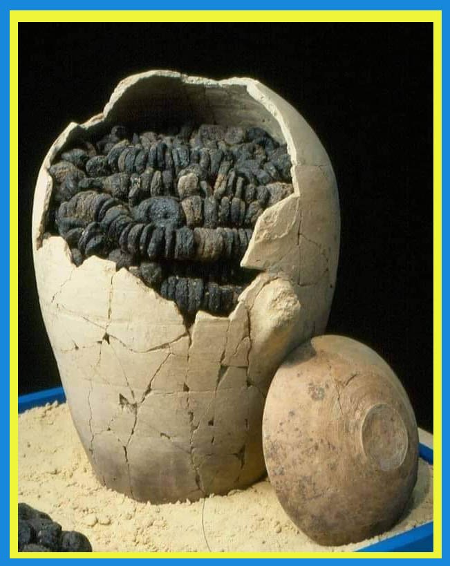Solve A 3100-year-𝚘l𝚍 jar, full of burnt figs strung together by ...