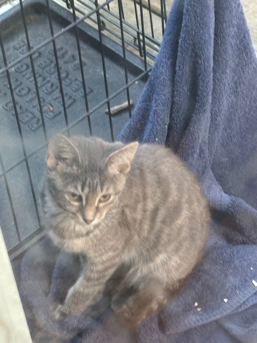 Solve Pig Pac jigsaw puzzle online with 12 pieces