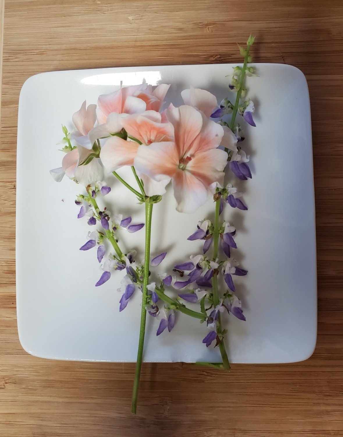 Solve Coleus and geranium (resize 12 - 546) jigsaw puzzle online with ...