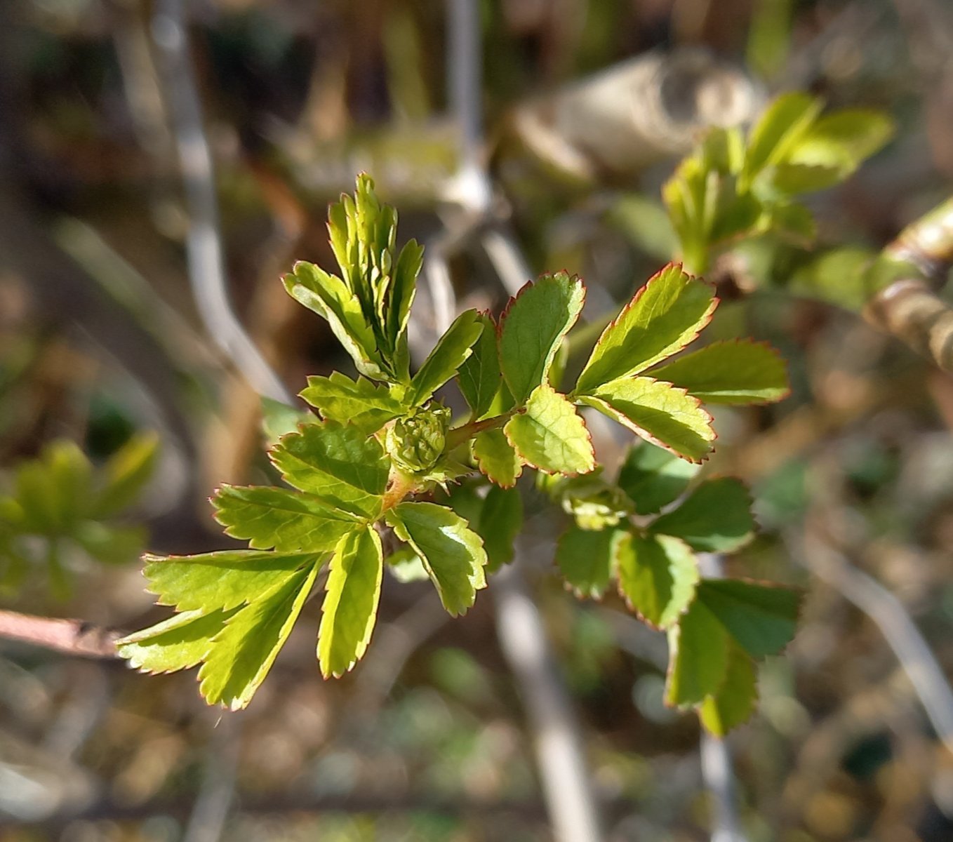 Solve Spring in the Bushes jigsaw puzzle online with 42 pieces