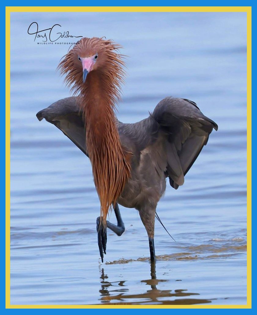 Solve Reddish Egret jigsaw puzzle online with 80 pieces