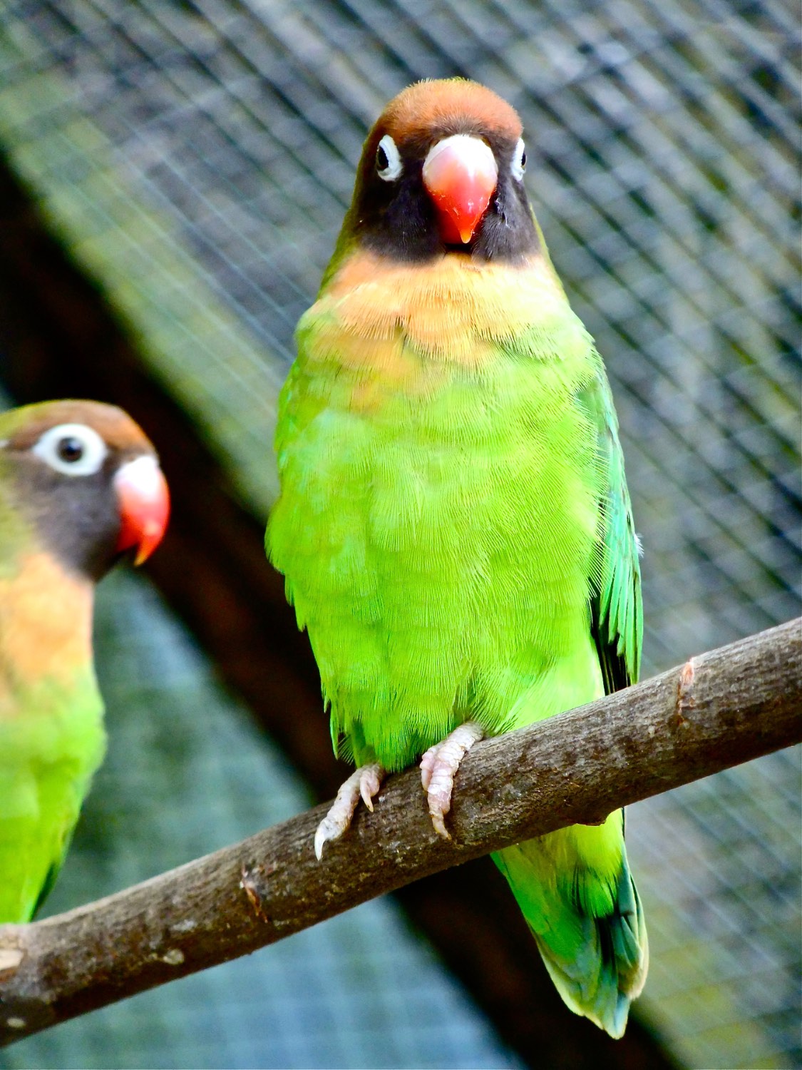Solve Black-cheeked Lovebird jigsaw puzzle online with 99 pieces