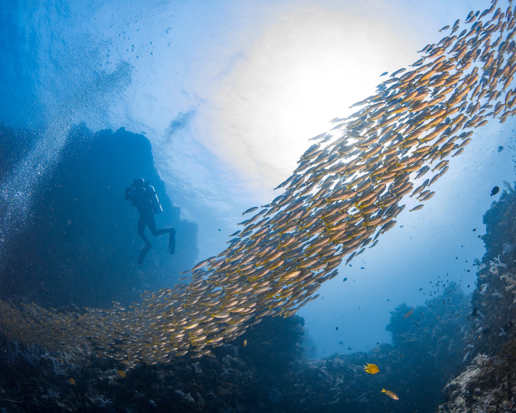 Jigsaw Puzzle | 63 pieces | Diver and School of Yellowtail Scad (atule ...