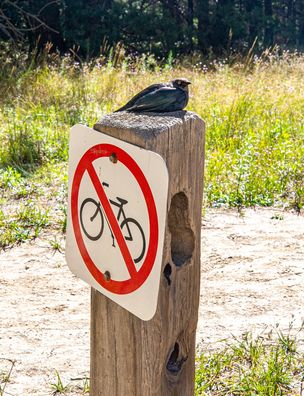 Solve POLE SITTING jigsaw puzzle online with 80 pieces