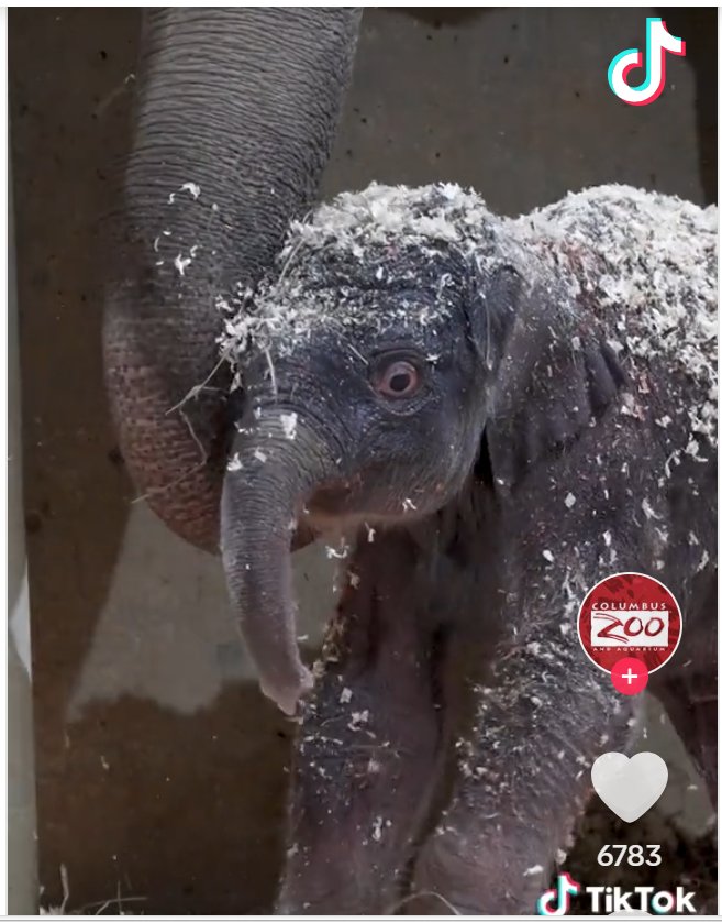 Jigsaw Puzzle | 20 pieces | Newborn Baby Elephant! | Jigidi