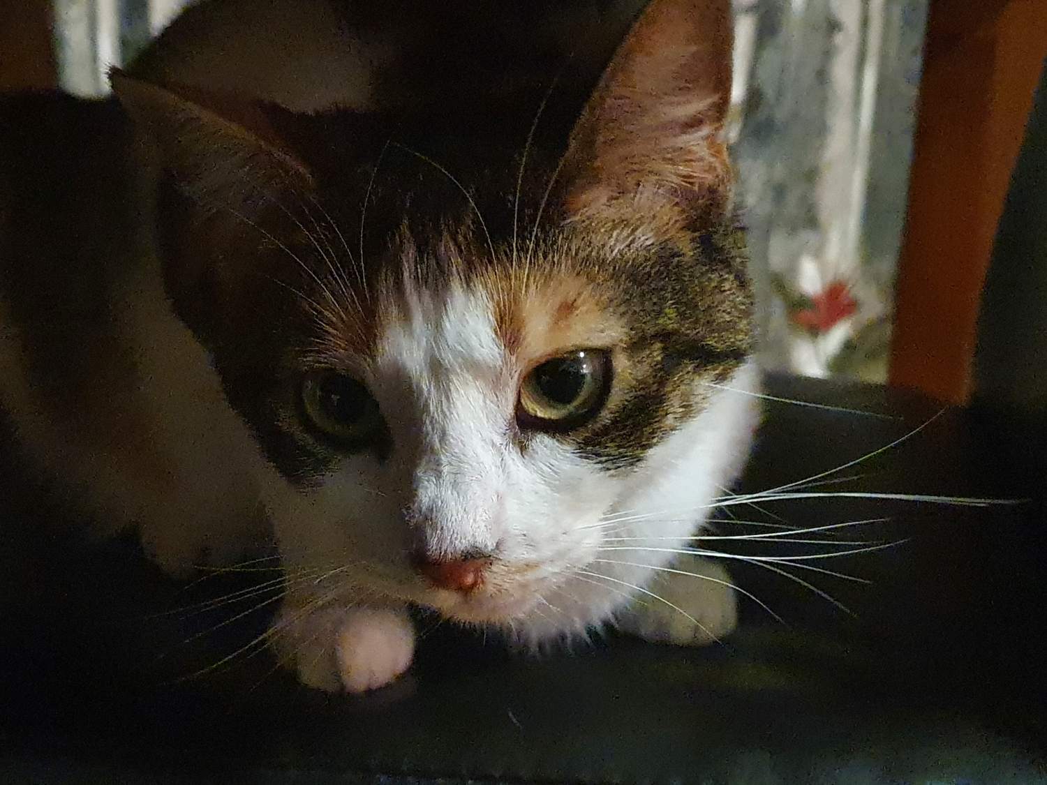 Solve Sweet Freya jigsaw puzzle online with 108 pieces