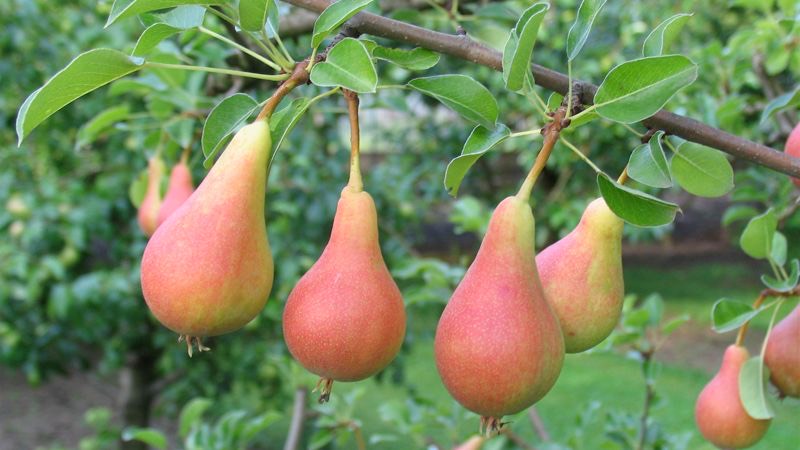 Solve Pears 🍐 🍐🍐 jigsaw puzzle online with 45 pieces