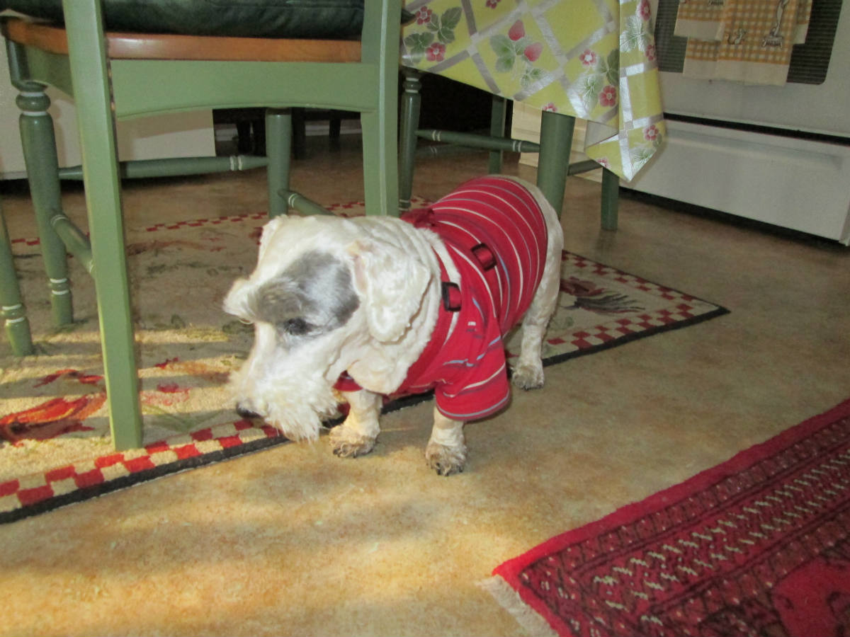 Solve Lucy showing off her haircut jigsaw puzzle online with 48 pieces