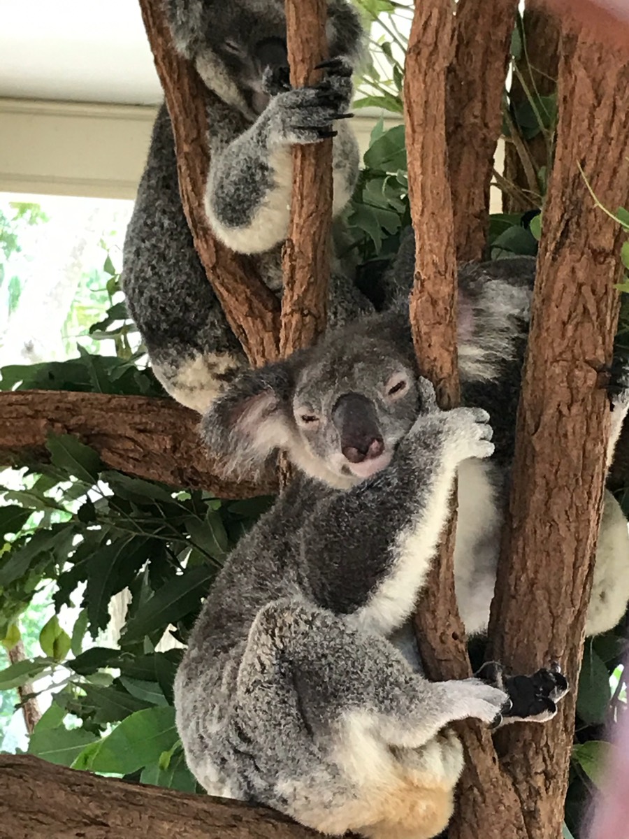 Solve Koalas chillin jigsaw puzzle online with 165 pieces