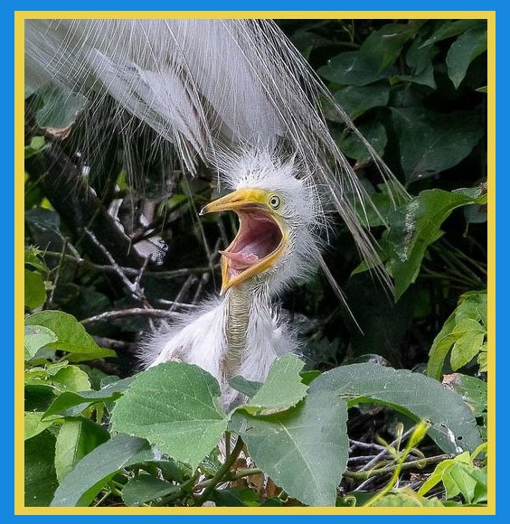 Solve great egret (prior to greatness) jigsaw puzzle online with 72 pieces