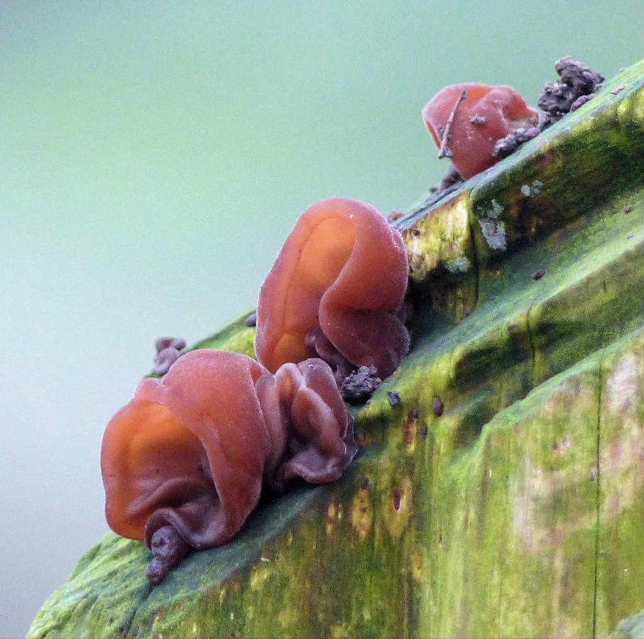 Solve Judas's ear, or jelly ear (judasoortjes) jigsaw puzzle online ...