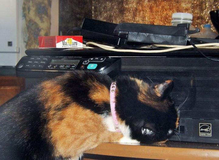 Solve MISS PRECIOUS RUNNING A CAT SCAN ON MY COPIER SCAN MACHINE jigsaw ...