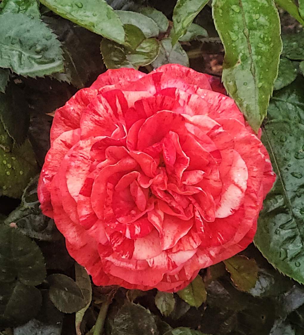 Solve Mottled Rose Blossom jigsaw puzzle online with 72 pieces