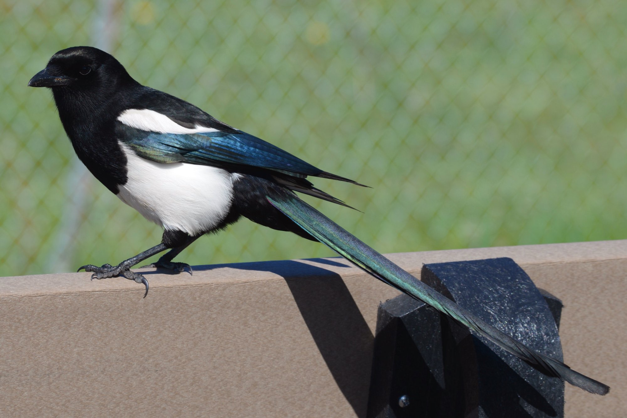 Solve American Magpie jigsaw puzzle online with 96 pieces